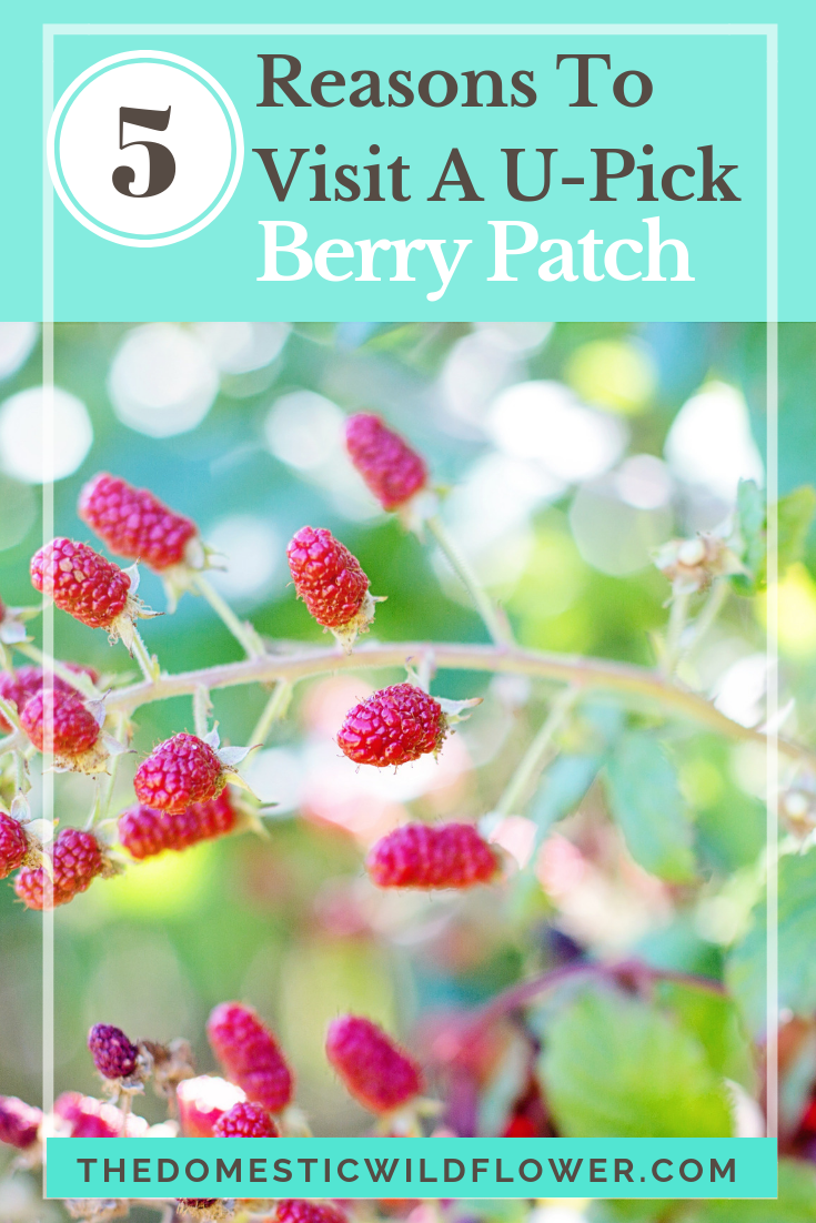 5 Reasons to Visit a U-Pick Berry Patch