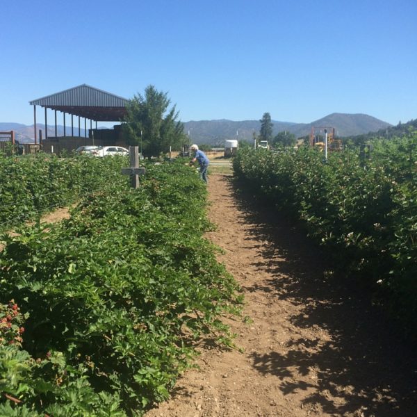 5 Reasons to Visit a U-Pick Berry Patch