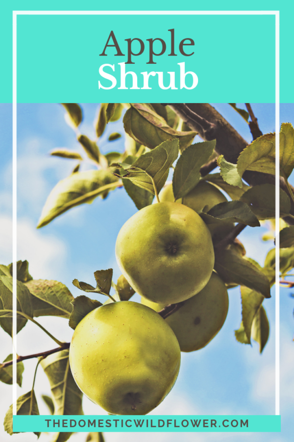 Apple Shrub